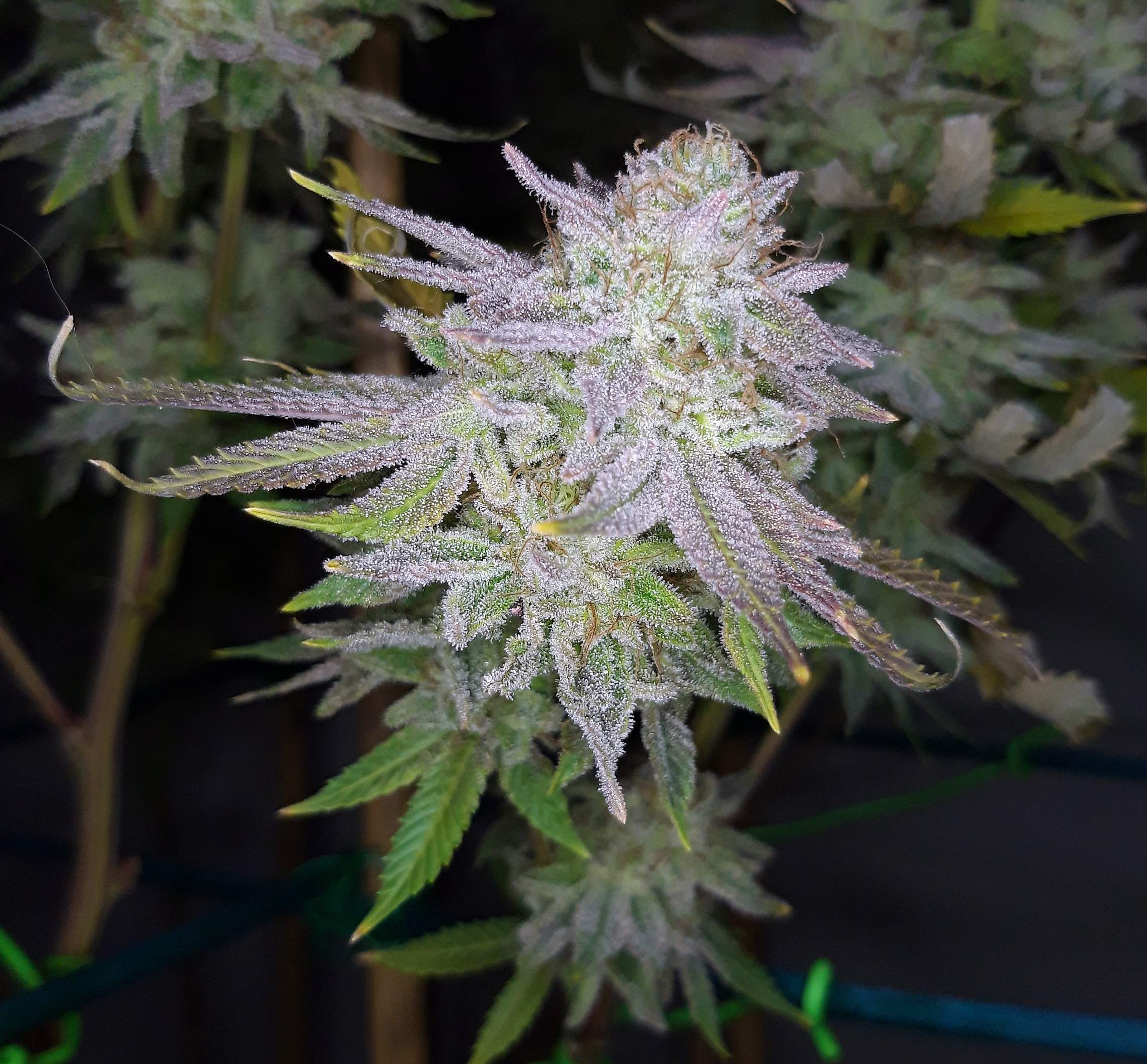 Apple Sundae Seeds - Sooner Products